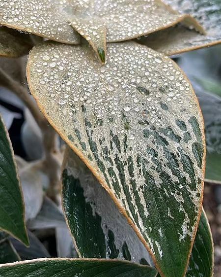 Barrels & Branches Nursery